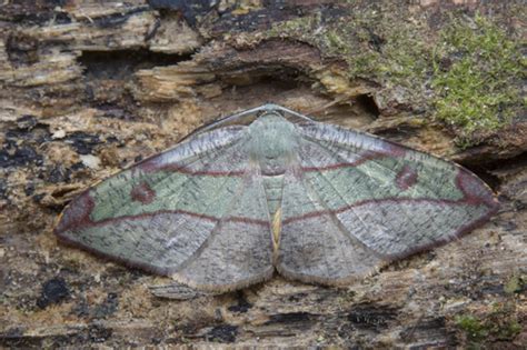 Hypochrosis Hyadaria · Inaturalist