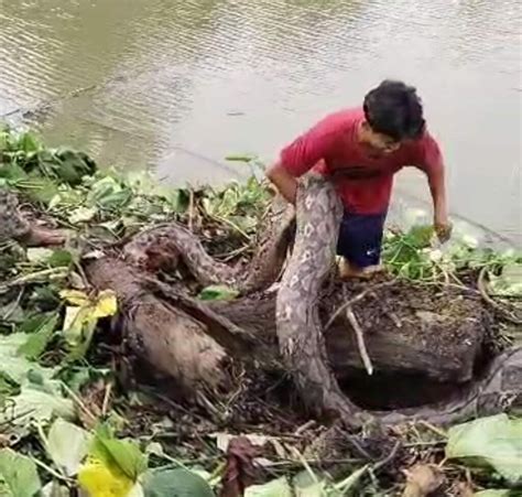 Warga Maiwa Temukan Ular Piton Besar Sebegini Panjangnya