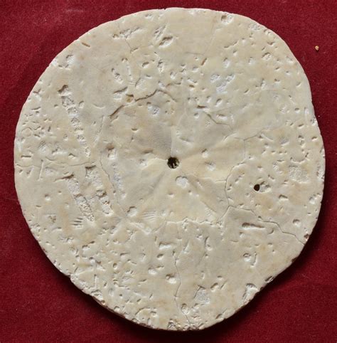 Scutella Paulensis Jsd Fossiles