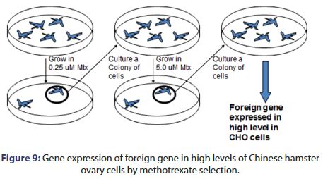 Promising Approaches To Mammalian Cell Culture Of Chinese Hamster Ovary