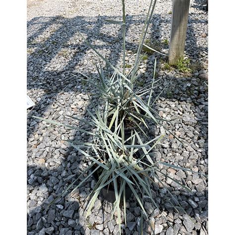 Elymus Glaucus Blue Wild Rye Siteone Us