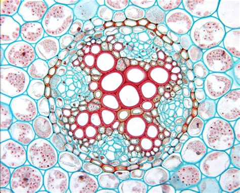 Ranunculus Root Close Up Diagram Quizlet