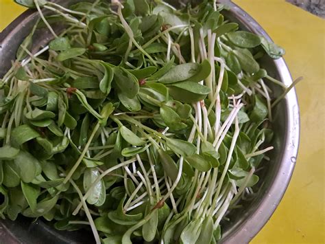 Health Benefits Of Fenugreek Leaves