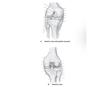 Knee Stuff — Printable Worksheet Knee Stuff — Printable Worksheet