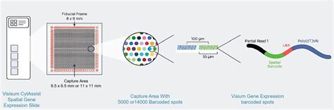 Spatial Transcriptomics Solutions Creative Bioarray Creative Bioarray