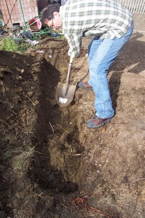 Chicken Entrails In The Garden Fayrehale Farm Ts Antiques