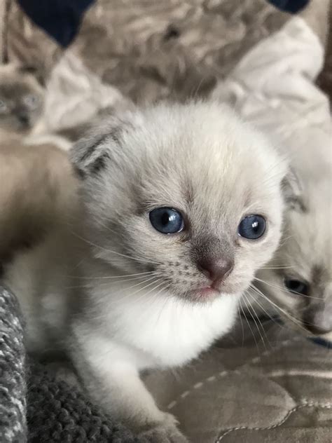 Кошенята,котята британці скоттиш-фолд(висловухі): 2 700 грн. - Коти ...