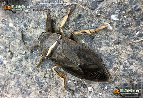 Pond Bugs Identification