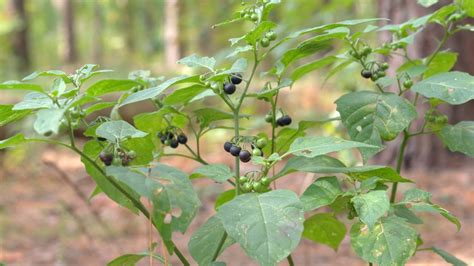 Fear To Feast The Truth About Edible Black Nightshade