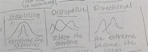 Honors Biology Chapters 16 And 17 Flashcards Quizlet