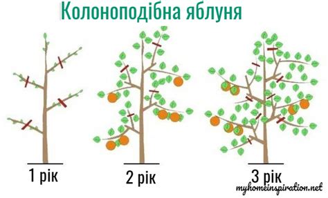 Як правильно обрізати яблуню і грушу навесні поради для початківців Моє домашнє натхнення