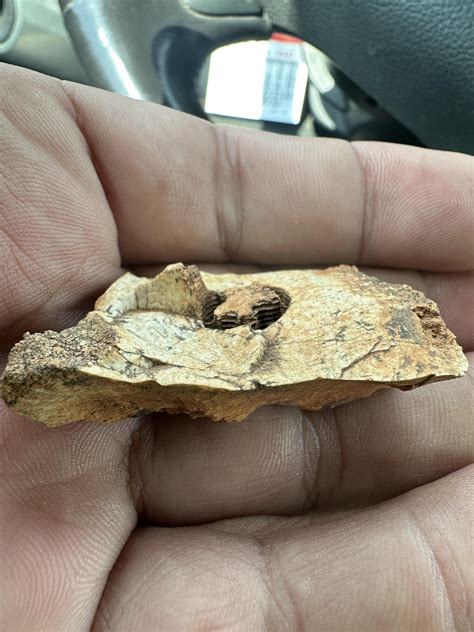 Can Someone Tell Me What This Is R Fossils