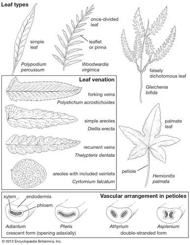 Endodermis Plant Anatomy Britannica