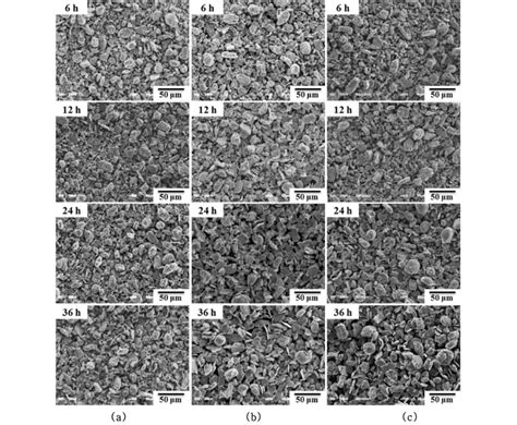 series of sem micrographs showing the morphological evolution of the