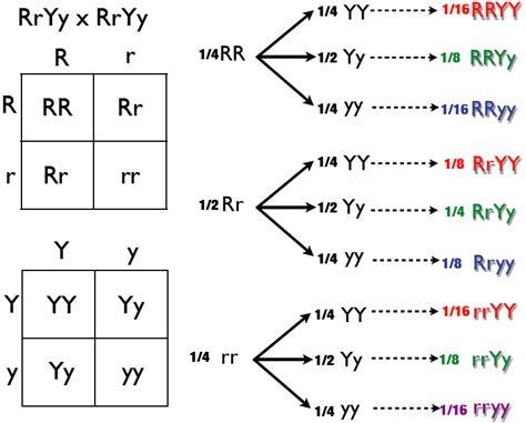Dihybrid Cross Cross Tree Biology Notes Science Notes School