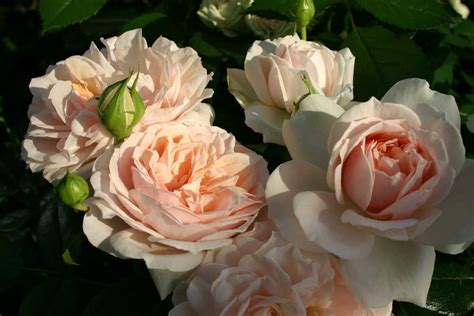 Rose Garden Of Roses Im Grossen Container Lubera De
