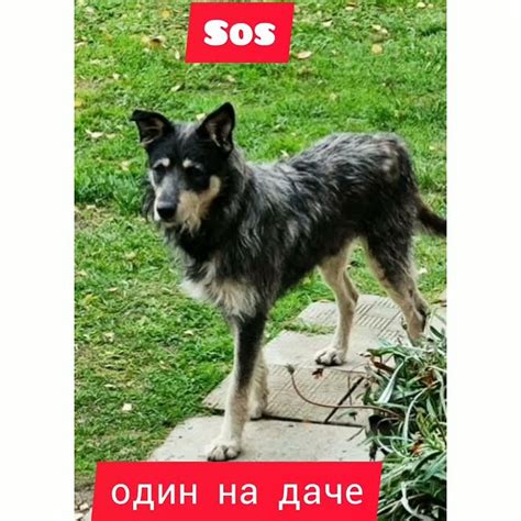 Один остался на даче бросили оставили и уехали Срочно нужна СЕМЬЯ🙏 Скоро зима он может