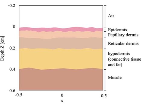 Multi Layered Skin Model Download Scientific Diagram