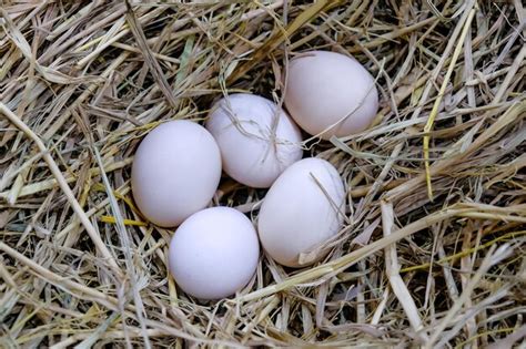 High Angle View Of Eggs In Nest Premium Photo