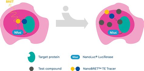 Nanobret Assays For Protac Evaluation In The Cellular Context