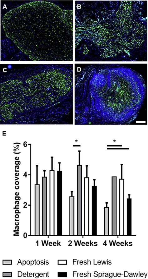 Development Of An Apoptosis Assisted Decellularization Method For Maximal Preservation Of Nerve