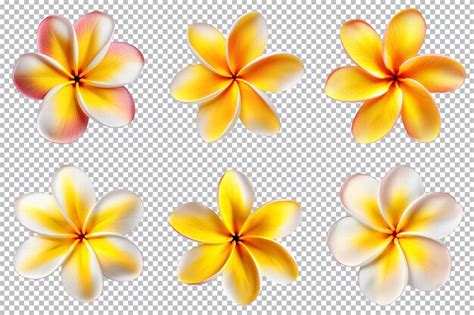 프랜지파니 플루메리아 꽃 컬렉션은 투명 배경에 고립되어 있습니다 프리미엄 Psd 파일