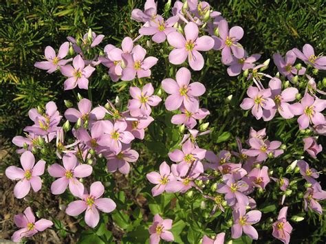 Sabatia Angularis Seed