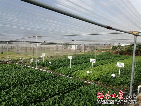 全国农业科技现代化先行县（美兰区）蔬菜新品种新技术现场观摩会举行