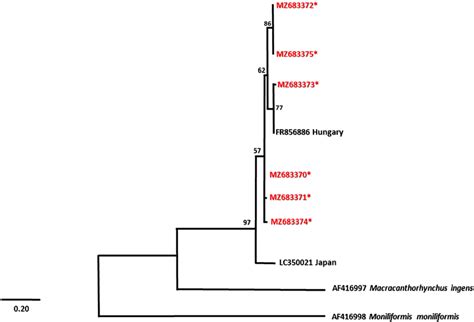 maximum likelihood phylogenetic tree of the cox1 mtdna sequences for