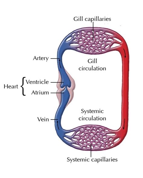 Double Circulation System Diagram Circulation Single Double