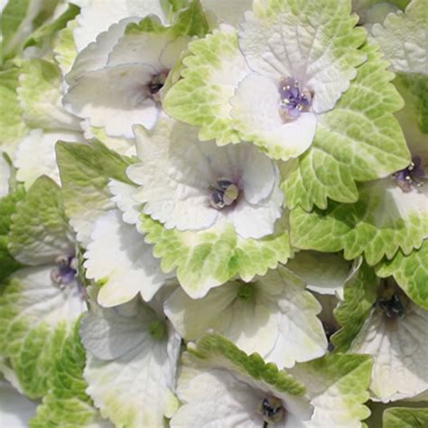 Overdevest Nurseries Lp Hydrangea Mac Magical® Noblesse