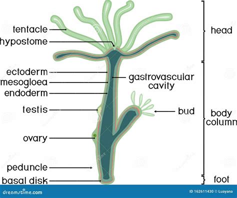 An Illustrated Guide To The Anatomy Of A Hydra