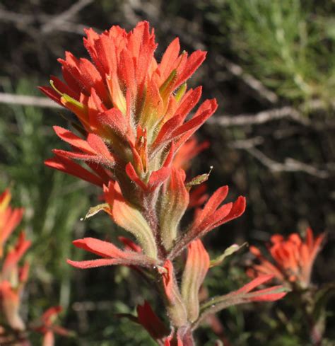 Castilleja Affinis Calflora