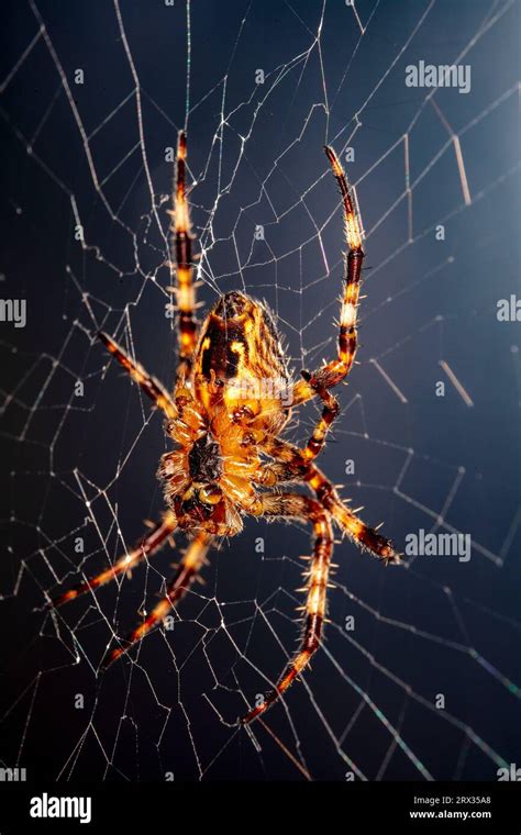 Dynamic Close Up Wildlife Portrait Of A Garden Spider In Its Web With Organs Towards The Camera