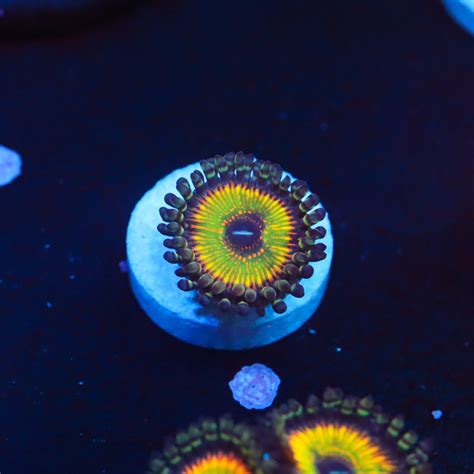 Zoanthids Growhouse Aquatics