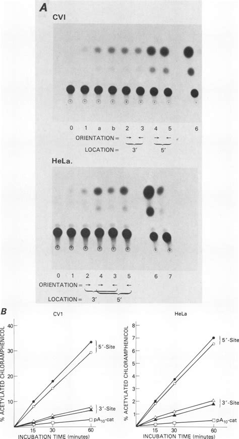 Enhanced Cat Gene Expression By Fragment 4 In An Enhancer Minus Download Scientific Diagram