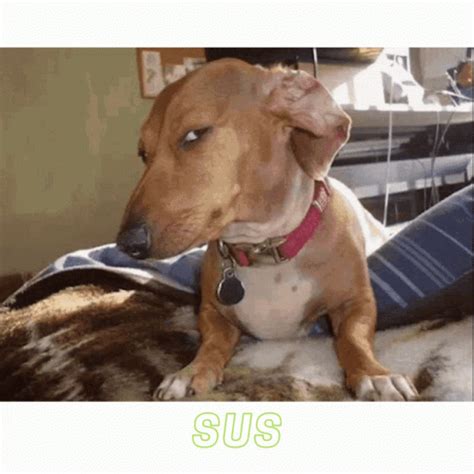 Sus  Sus S Entdecken Und Teilen