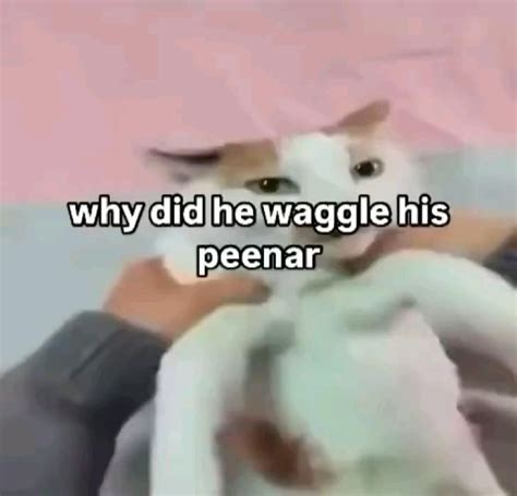 Why Did He Waggle His Peenar In 2025 Really Funny Memes Internet