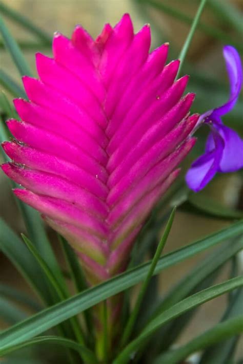 Pink Bromeliad House Plant