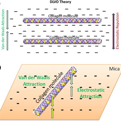 Dl Interaction Between Two Collagen Molecules Depending On The