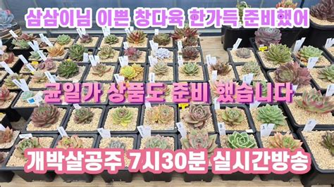 박살공주 삼삼이님 이쁜아가들 최대 80할인판매 귀둥이 묵둥이 희귀종 창다육 삼삼이 달콤한총각다육 Youtube