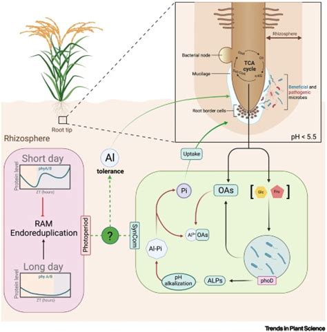 Two For One Root Microbiota Orchestrates Both Soil Ph And Plant