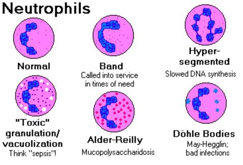 Segmented Neutrophils