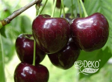 Черешня Мелитопольская чёрная - Черешня - Саженцы роз, ягодных ...