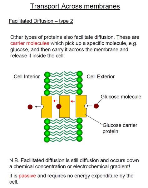 How Does Diffusion Work In A Cell Membrane At Helen Byrne Blog