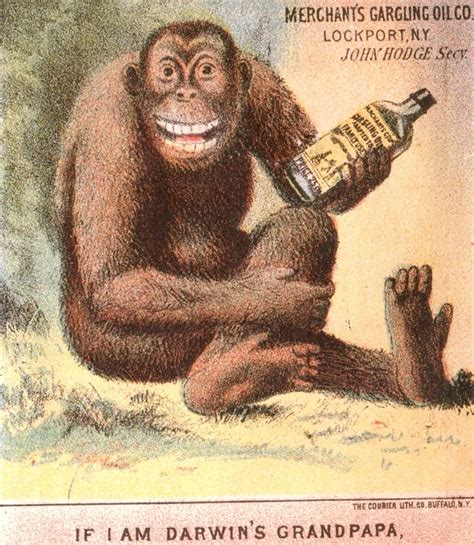 Darwin Monkey C 1880 Evolution Comic Man Beast Cure All Circassian Ad