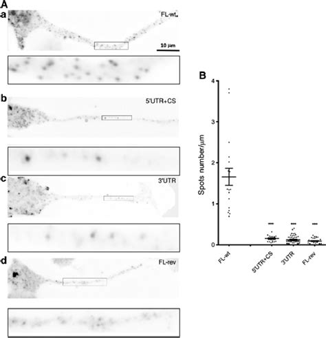 The G Motif Is Required To Target Reporter Mrna In Axons Of Download Scientific Diagram