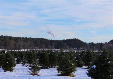 Tree Farm Far Fields Arbitrary Ginger Photography Photography