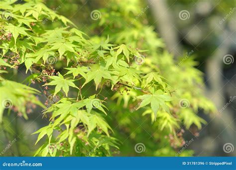 Bright Green Leaves Of The Chinese Maple Tree In The Lion Grove Garden