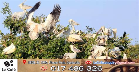 សត្វ ស្លាប ទុងប្រផេះ មានចំនួន ១៧០០គូ កំពុងបន្តពូជពងកូន នៅតំបន់រ៉ាមសារព្រែកទាល់ បឹងទន្លេសាប